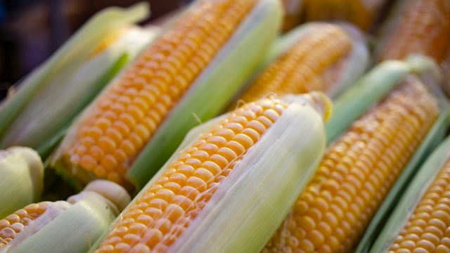 Temperature Stress From Climate Change Reduces Corn Productivity ...