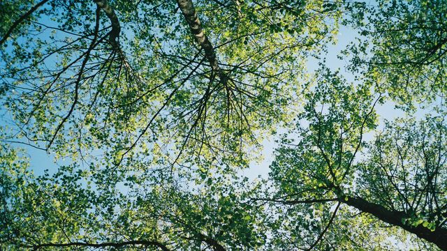 Diverse Tree Canopies Help Forests Recover From Small Fires and Storms ...