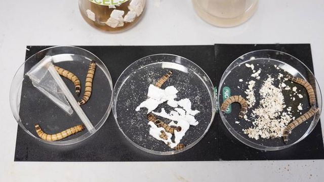 Scientists Develop Artificial Worm Gut That Breaks Down Plastics ...