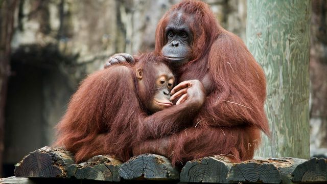Watch These Apes Playfully Teasing Each Other Just Like Humans | Technology Networks