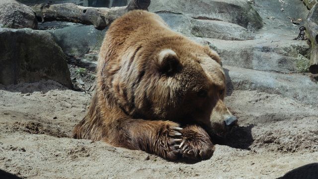 Understanding the Molecular Mechanisms Behind Hibernation in Mammals ...