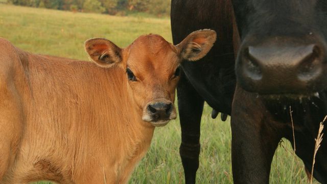 Chemicals in the Ground Impact How Many Offspring Wild Animals Have ...