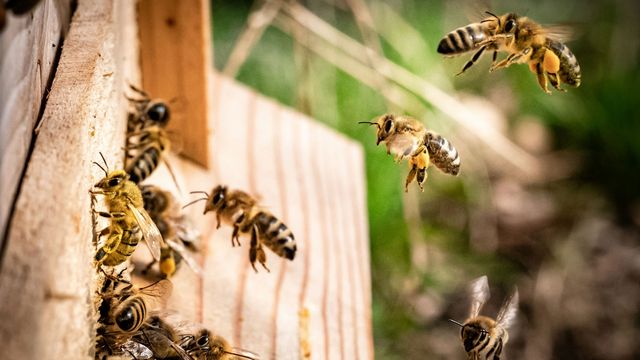 Invasive Bee Species Has Surprising Adaptability Despite Low Genetic ...