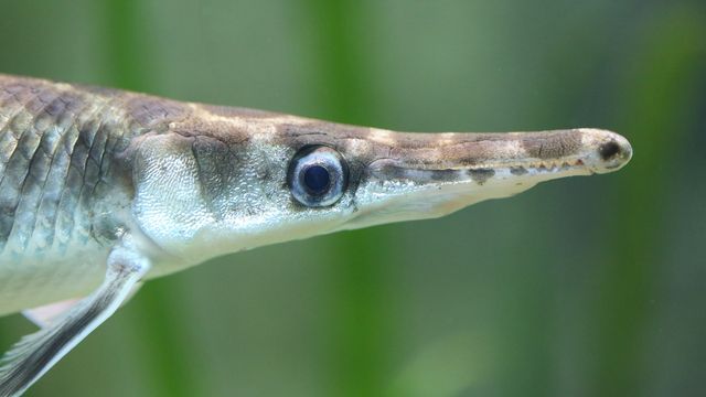 Ancient Fish Boast Slowest Molecular Evolution Among Jawed Vertebrates ...
