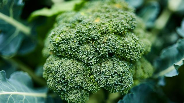 Broccoli Chemical Can Reduce Blood Clot Risk | Technology Networks