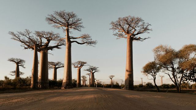 Researchers Spot Biodiversity Gaps in Madagascar | Technology Networks