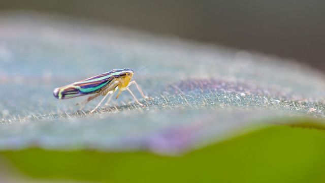 Backyard Insect Inspires Invisibility Devices, Next Gen Tech ...