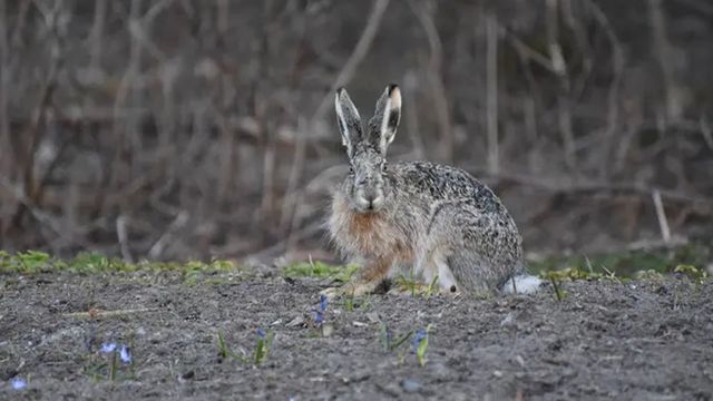 Assembling the Easter Bunny’s Genome | Technology Networks