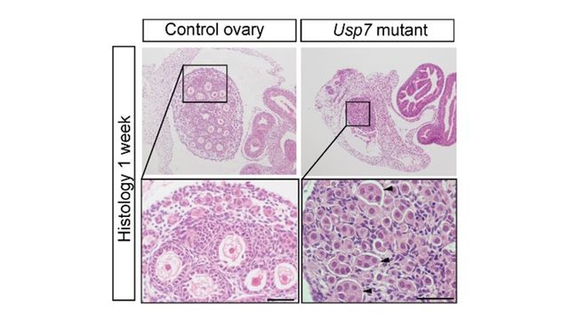 Researchers Uncover Protein Networks in Female Mouse Reproduction ...