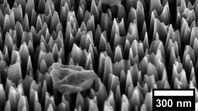 Spiky Silicon Surface Takes Out 96% of Virus Particles | Technology ...