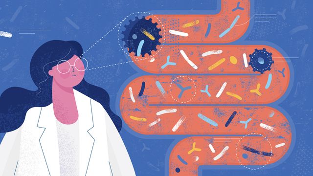 Synthetic Material Opens Door to Studying Gut Microbiome Interactions ...