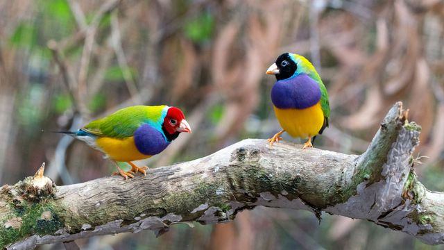 The Bird Family Tree Has Been Redrawn | Technology Networks