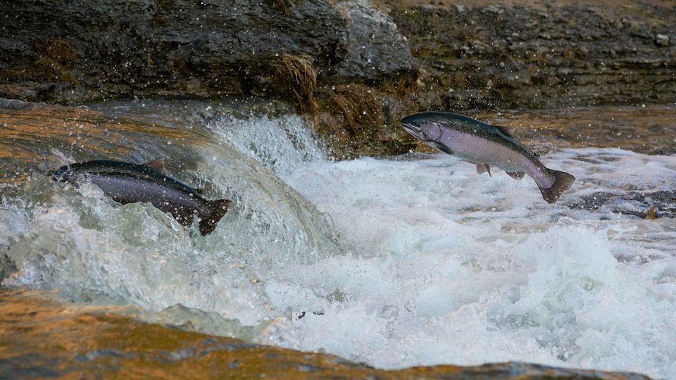 Salmon Parasites Offer Clues to Ecosystem Health | Technology Networks
