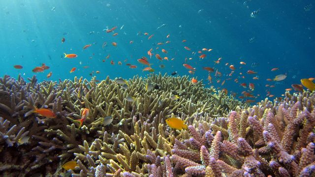 Environmental DNA Reveals the Impacts Coral Reef Disturbances Have on ...