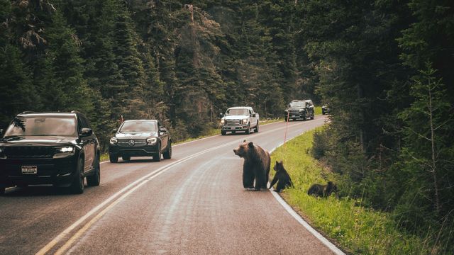 Human-Made Noise Is Disrupting Wildlife Mating in US National Parks ...