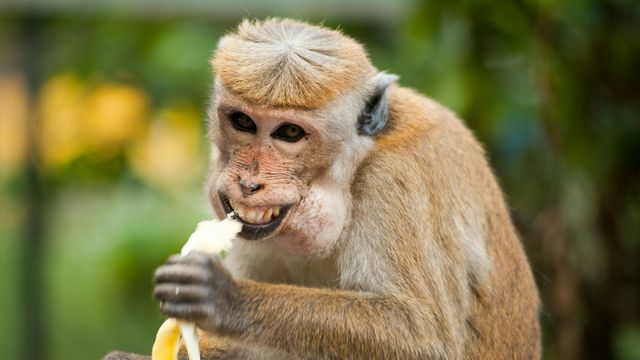Researchers Uncover the Brain Processes Involved in Food Foraging ...