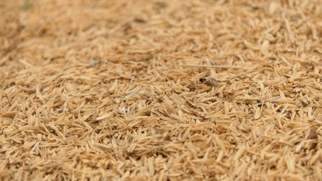 Rice Bran Nanoparticles Show Promise as Anti-Cancer Agent | Technology ...