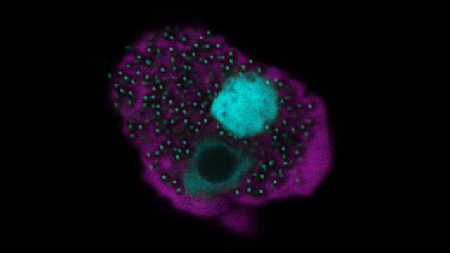 Discovery of Giant Viruses Infecting Deadly Parasite | Technology Networks