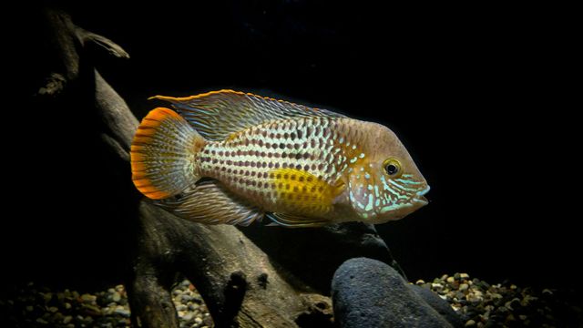 How Curiosity Drives Evolution | Technology Networks