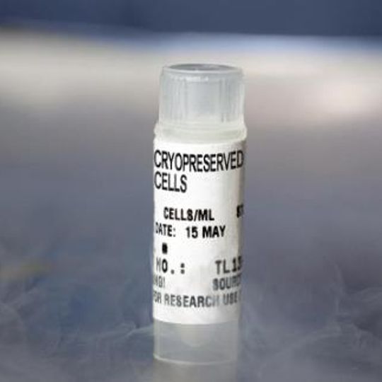 Human Peripheral Blood Mononuclear Cells (PBMCs) | Technology Networks