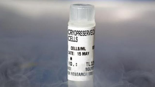 Human Peripheral Blood Mononuclear Cells (PBMCs) | Technology Networks