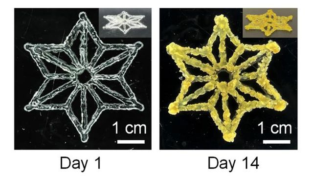 Programmable Living Materials Created Using Synthetic Biology and 3D ...