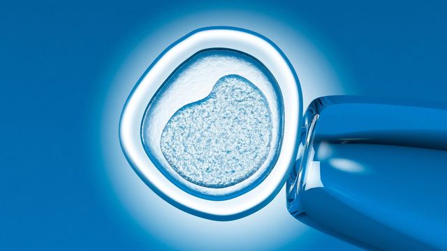 Cell Contraction Shapes Human Embryo Development | Technology Networks