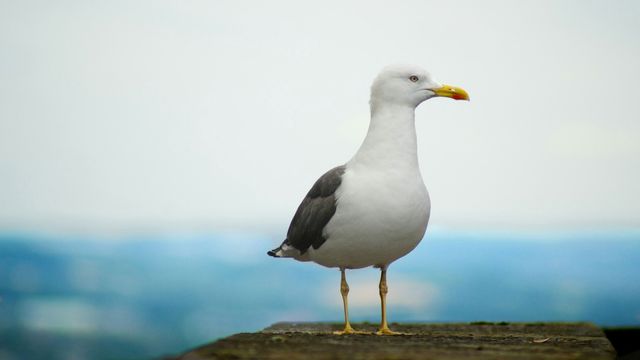 Larger Brains Help Seagull Species Thrive in Urban Environments ...