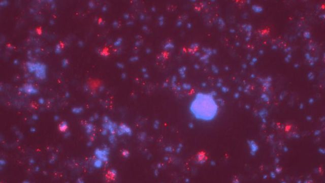 Marine Bacteria Forge Unusual Alliance for Vitamin B12 Production ...