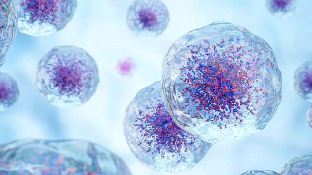 Scientists Investigate the “Training Program” of Stomach Acid-Producing ...