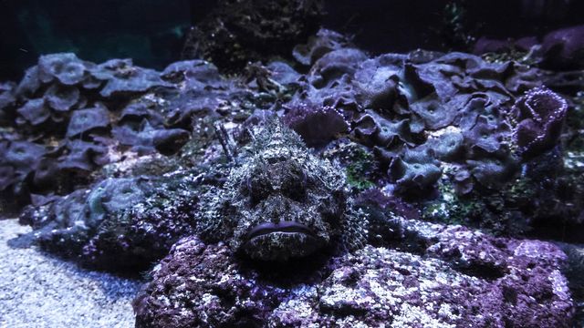 Sexual Parasitism Helped Anglerfish Conquer the Deep Sea | Technology ...