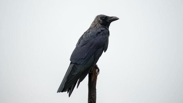 Crows Count Their Calls | Technology Networks