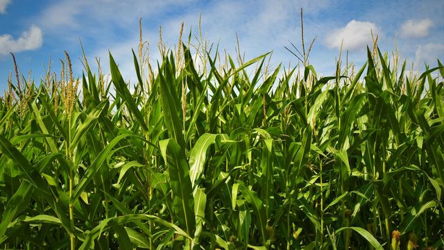 Researchers Identify Gene That Could Boost Corn's Resilience ...