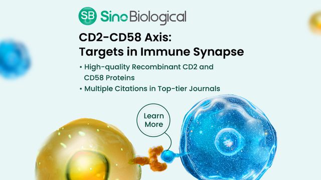 CD2-CD58 Axis: Targets in Immune Synapse | Technology Networks