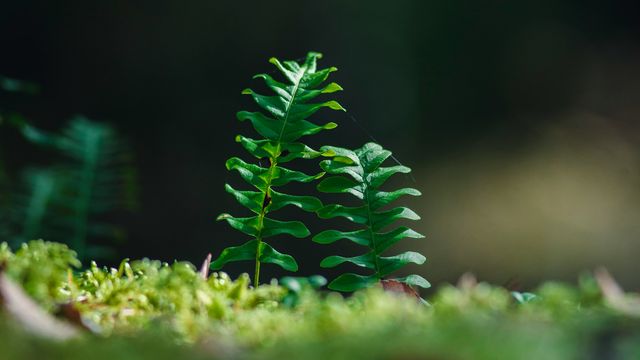 Tiny Fern Discovered To Have the Largest Genome of Any Living Organism ...