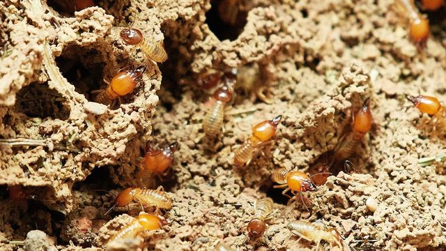 Researchers Discover New, Non-Toxic Method of Ridding Termites ... Researchers Discover New, Non-Toxic Method of Ridding Termites ...