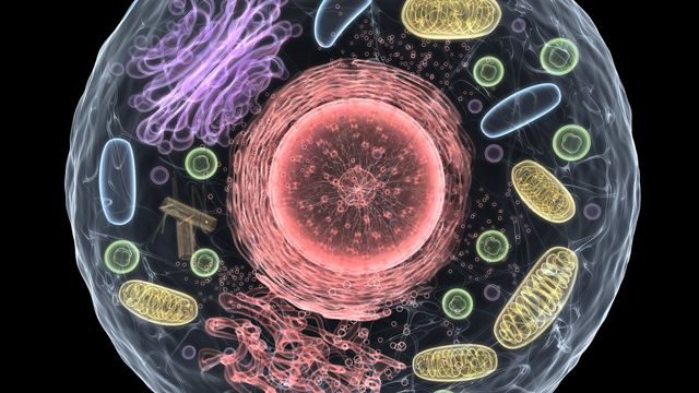 Mastering Autophagy's Self-Eating Mechanism | Technology Networks