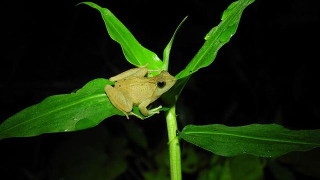 Tropical Frogs Demonstrate Genetic Variation’s Importance in Climate ...