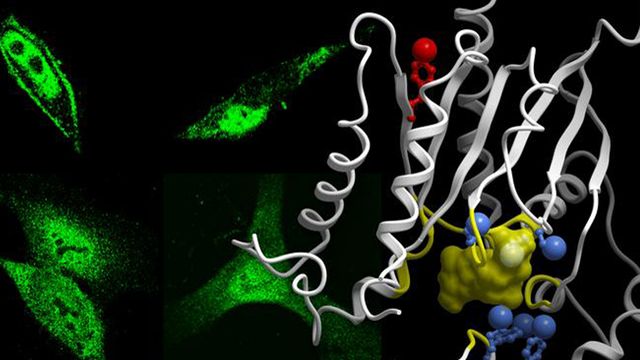 Researchers Identify “Short Circuits” in Cellular Pathways | Technology ...