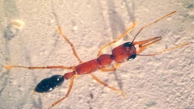 Essential Ant Protein Enables Sense of Smell and Stops Cell Death ...