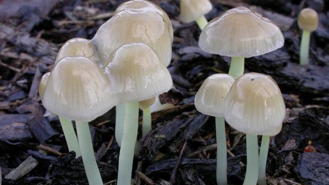 Arctic Mushrooms Have the Biggest Fungal Genomes | Technology Networks