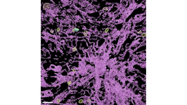 Immunology & Microbiology Science News | Page 924 | Technology Networks