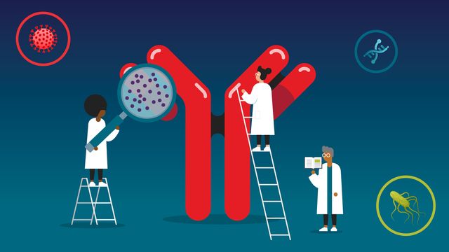 Streamlining End-to-End Testing for Optimized Monoclonal Antibody ...