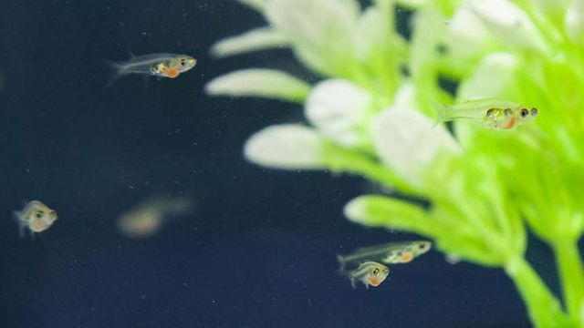 Researchers Identify Brain Circuits Tied to the Behavior of Schooling ...