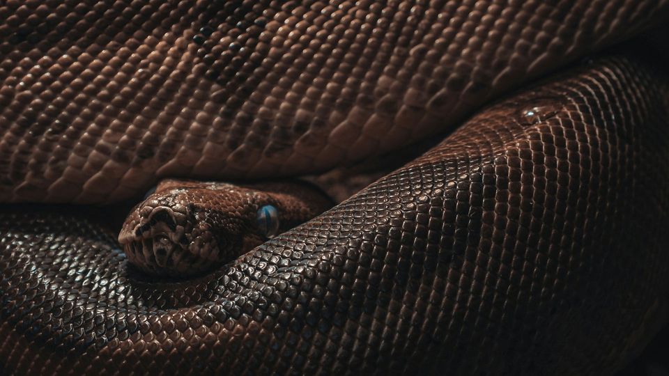 New Fossil Reveals Prehistoric Snake Social Behavior | Technology Networks