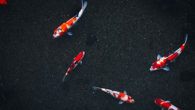 Some Fish Evolve To Lay Eggs in Response to Predation | Technology Networks