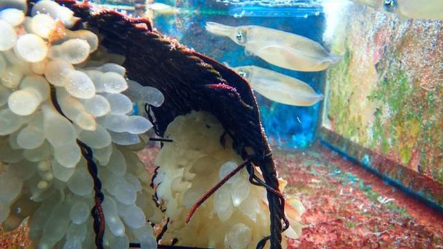 Sustainable Treatment Shields Squid Eggs From Newly Discovered Parasite ...