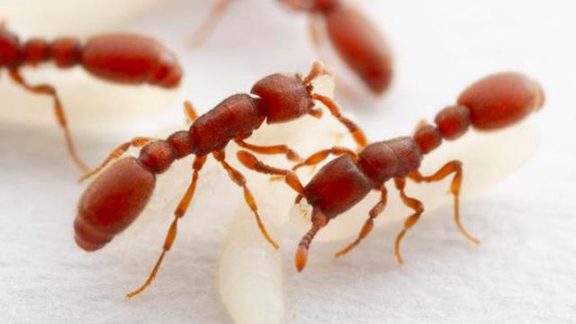 Asexual Yet Diverse: The Genetic Puzzle of Clonal Raider Ants ...