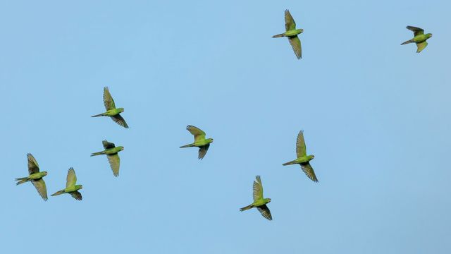 Ancient Epic Extinction Event Sparked Rapid Evolution of Bird Genomes ...