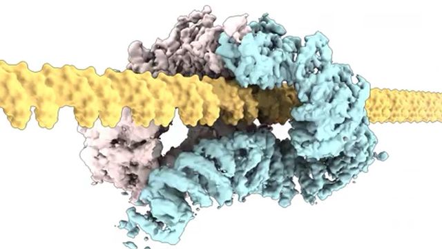 Cryo-EM and Single Molecule Imaging Reveal DNA Repair Secrets ...
